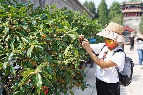 新京报Beijing News on Twitter 颐和园桂花展中秋迎客 一起来赏花 北京 颐和园 一年一度的颐和秋韵
