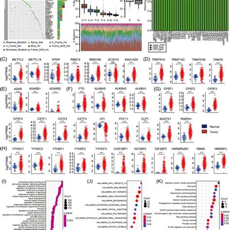 Immune Ecosystem Of Rna Modification Molecular Signatures A Download Scientific Diagram