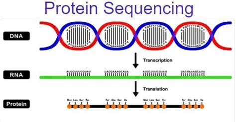 Protein Sequencing Market Expected To Expand At A Steady 2024 2031