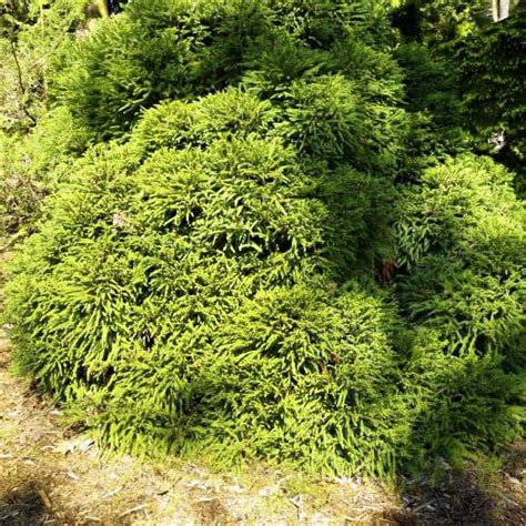 9 Small And Dwarf Trees For Usda Zone 9 Yards