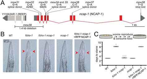 Figures And Data In Necaps Are Negative Regulators Of The Ap2 Clathrin Adaptor Complex Elife