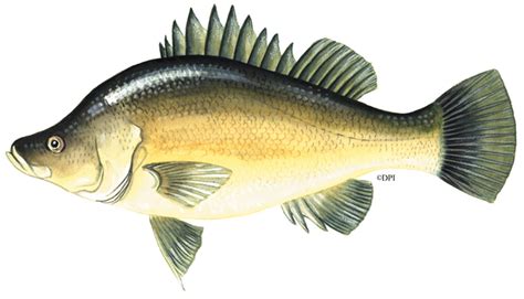 Golden Perch Vfa