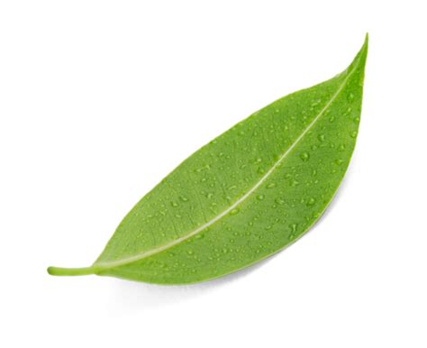 Leaf Texture PNGs For Free Download Leaf Texture PNGs For Free Download