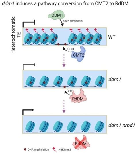 Pnas：揭示维持dna甲基化和基因组稳定的新机制 专区 生物谷