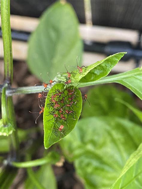 Assassin Bug Or Leaf Footed Nymph Rgardening