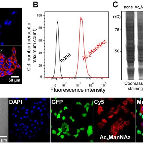 Introduction Of Unnatural Sialic Acids With Azide Groups On The Cell Download Scientific