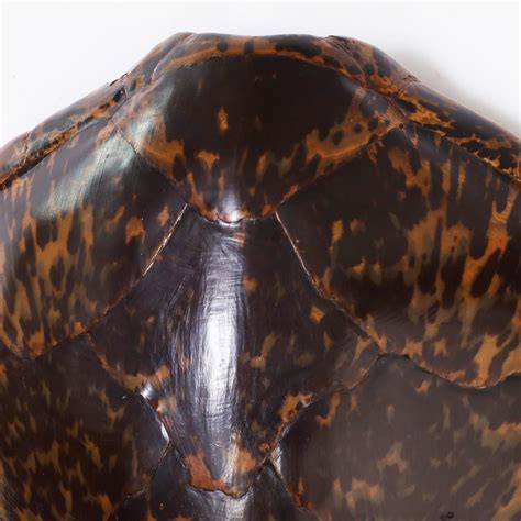 Tortoise Shell At 1stDibs