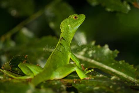 Female Basilisk Lizard Stock Image Image Of Reptile
