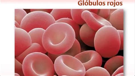 Eritrocitos YouTube