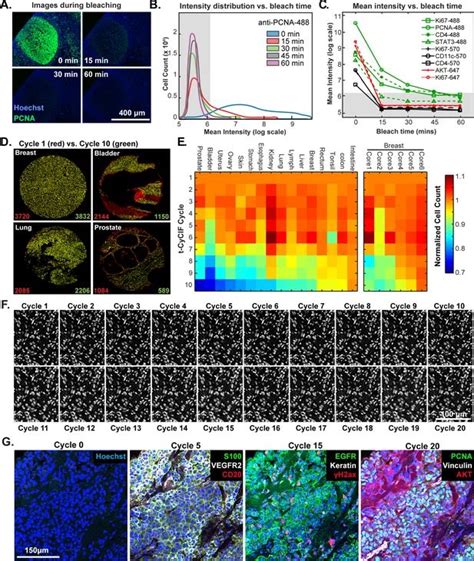 Highly Multiplexed Immunofluorescence Imaging Of Human Tissues And Tumors