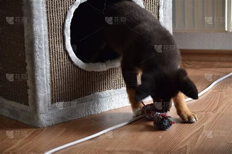 小猫树上的小狗