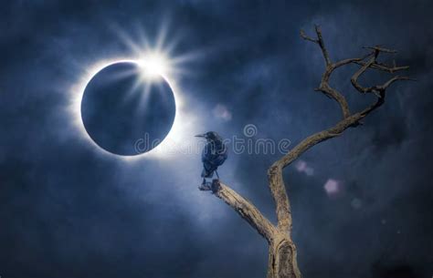 Moonlight Raven Stock Photo Image Of Feather Evil