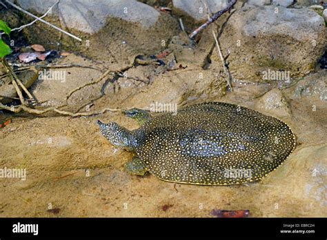 African Softshell Turtle Nile Softshell Turtle Trionyx Triunguis
