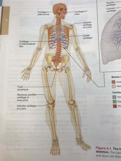 Fibrocartilage Location