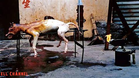 10 ცხოველი რომელსაც ადამიანები ჭამენ Youtube