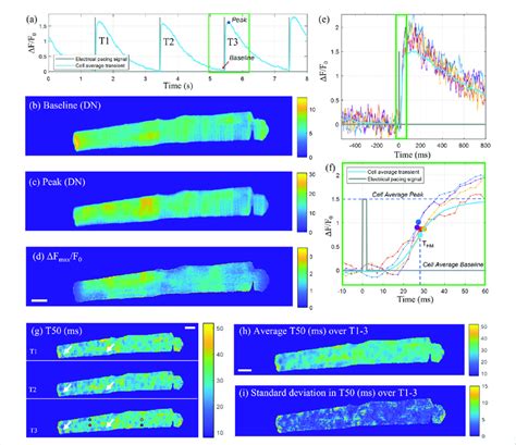 Pixel Wise Determination Of Transient T50 A Cell Average Transient Download Scientific