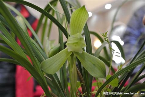春兰霸王荷素图片 春兰素荷 春兰翠盖荷图片 大山谷图库