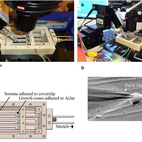 Axon Stretch Growth Methodology A Neurons Were Seeded Against Pdms Download Scientific