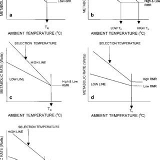 Ae Theoretical Interrelationships Between Resting Metabolic Rate RMR