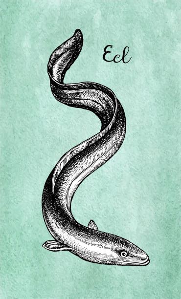 Eel Illustrations Royalty Free Vector Graphics And Clip Art Istock