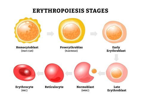 Eritropoyesis Etapas Proceso Diagrama Rojo Sangre Célula Proceso Etiquetado Con Hemocitoblasto