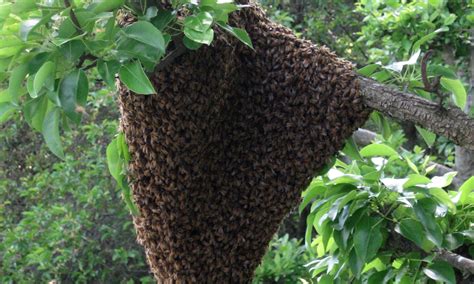 Peak Swarm Season The Garden Diaries