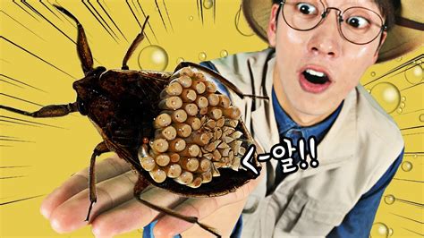 물자라 관찰 수컷 등에 알을 낳는 곤충 물 속 악동 뜨악 에그박사 Youtube