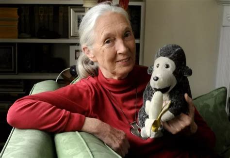 Джейн Гудолл блондинка без образования доказала всем чего стоят женщины и шимпанзе