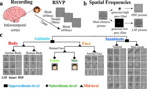 A Recording Area And Schematic Of Task Recording Neurons From The Download Scientific Diagram