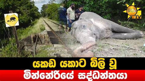 යකඩ යකාට බිලි වූ මින්නේරියේ සද්ධන්තයා Hiru News Youtube