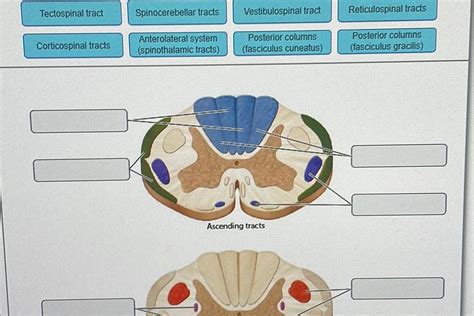 [answered] Tectospinal Tract Corticospinal Tracts Spinocerebellar Kunduz