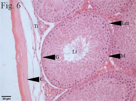 Photomicrograph Of Tubular Sections Of The Testes Of Albino Rats From