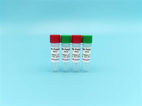 Pfu Dna Polymerase