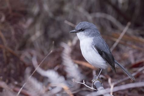 White Breasted Robin Birdforum White Breasted Robin Birdforum