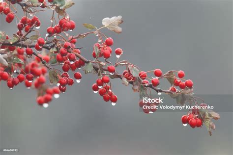 붉은 열매와 회색 배경에 고립 된 그들에 비 드랍 스 호손 지점 0명에 대한 스톡 사진 및 기타 이미지 0명 가을 갈색 Istock