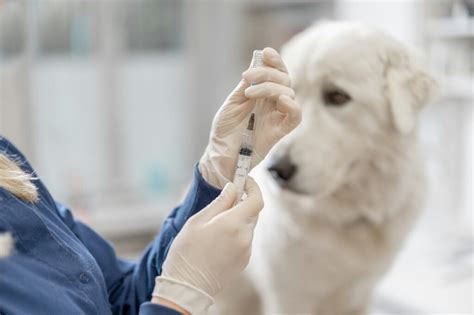 Día Mundial De La Zoonosis Cómo Cuidar Tu Salud Y La De Tus Mascotas
