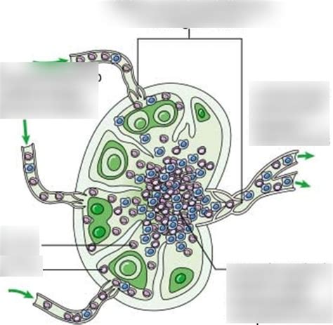 Diagram Of Lymph Node Quizlet Diagram Of Lymph Node Quizlet