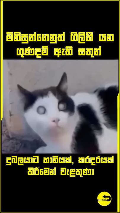 මේ පූසා අන්ධ බව දැකලා බල්ලො දෙන්නා දඩයම් කළේ නෑ ️ Youtube