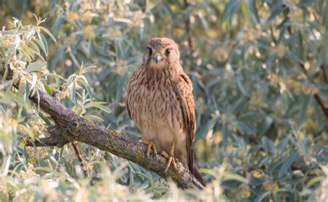 Kestrel Diet And Size Feeding Habits Predators And Measurements