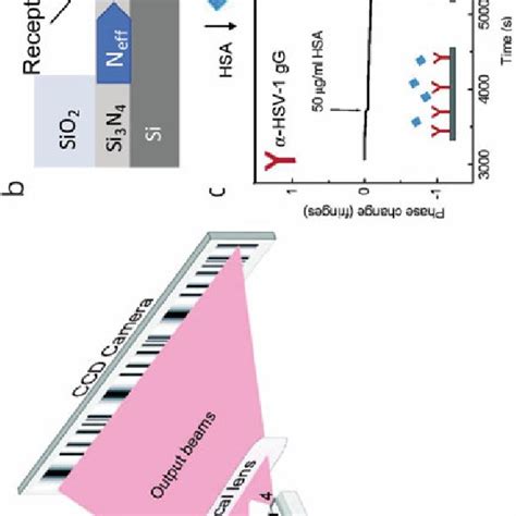 A Schematic Of The Sensor For Virus Detection 1 2 And 3 Are The Download Scientific