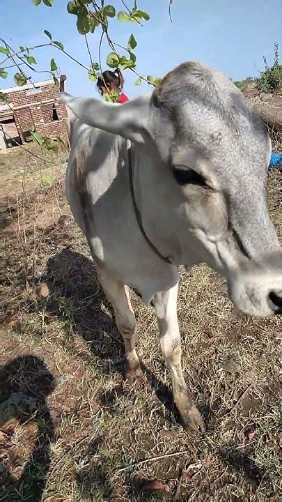 जय गौ माता जय गोपाल Youtube