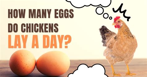 How Many Eggs Do Chickens Lay A Day Backyard Chickens Learn How To