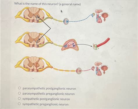 Solved What Is The Name Of This Neuron A General