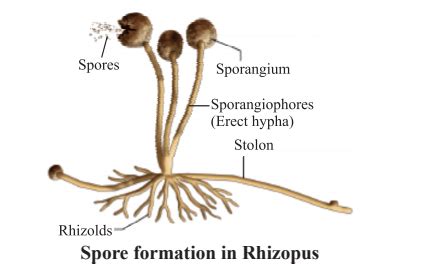A Draw A Diagram To Show Spore Formation In Rhizopus B With The