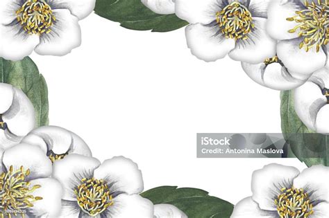 재스민 꽃이 있는 액자 향기로운 흰 봄 꽃 손으로 그린 수채화 일러스트 포장 인사말 및 초대장 및 라벨용 현수막 전단지의 경우 0명에 대한 스톡 벡터 아트 및 기타 이미지