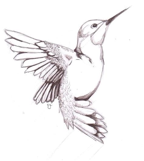 Simple Hummingbird Drawing At Explore Collection