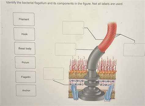 Solved Identify The Bacterial Flagellum And Its Components