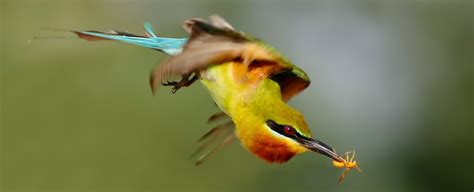 Birds Can See A Colour Humans Cant Now Scientists Have Revealed This Hidden World Sciencealert