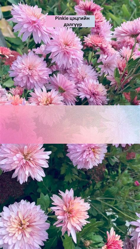 Шинэ цэцэг буулаа 🌸 Хятадын хамгийн том цэцгийн бөөний төв болох Кунмин хотоос А сортын Удвал