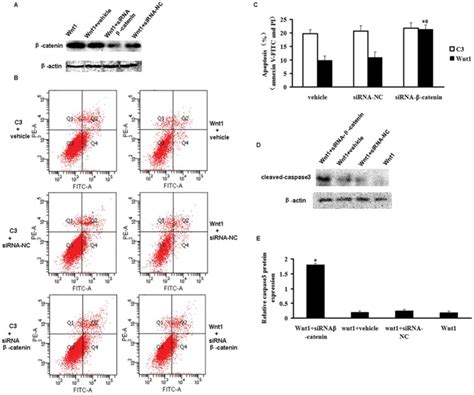 Cscs Were Transfected With A Sirna Against The β Catenin Transcript